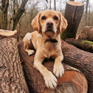 Mini Labrador - Your Complete Breed Guide To The Miniature Labrador ...