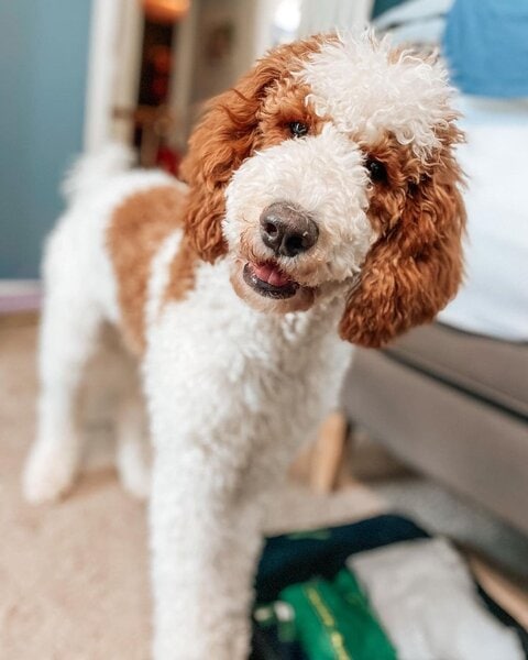 Parti Goldendoodle - Your Complete Breed Guide - The Goody Pet