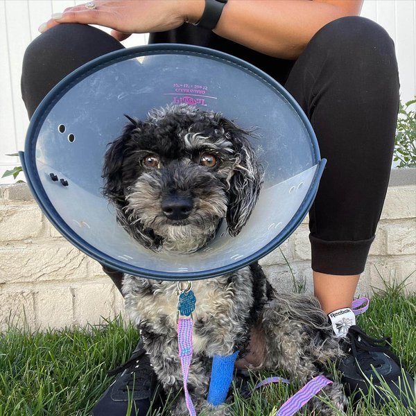 Phantom Goldendoodle - Your Complete Breed Guide - The Goody Pet