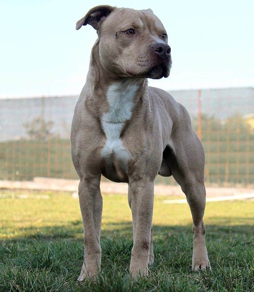 Pitbull Lifespan - How Long Do Pitbulls Live On Average? - The Goody Pet