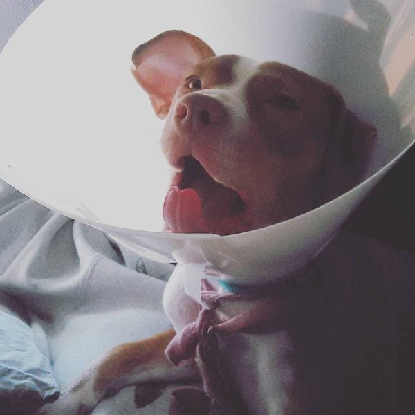 Pitbull Doberman Mix - Your Complete Breed Guide - The Goody Pet