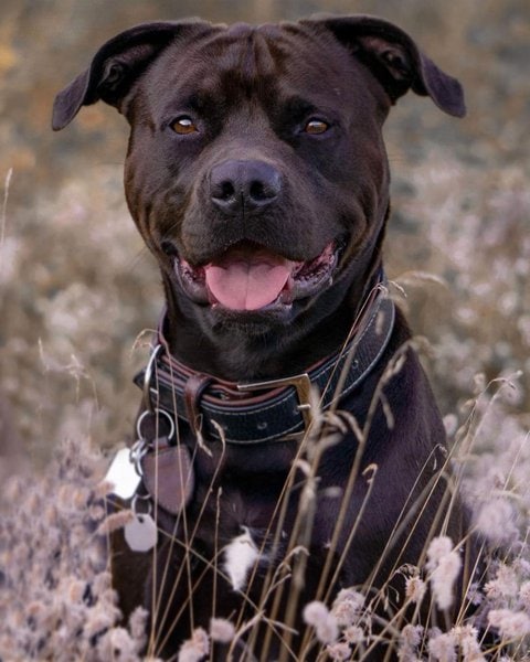 Pitbull Rottweiler Mix - Your Complete Pitweiler Breed Guide - The ...