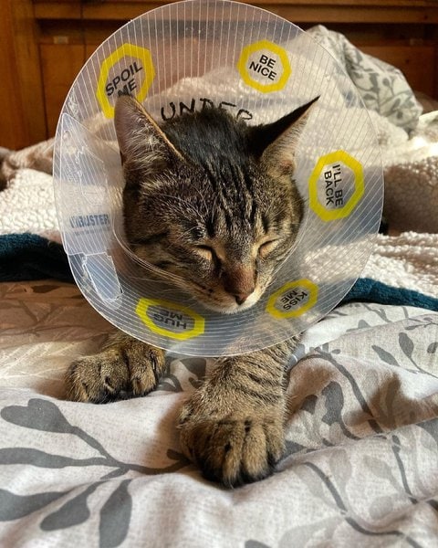 Polydactyl Cat 101: Ultimate Guide + FAQs - The Goody Pet