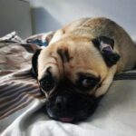 Retro Pug: A Complete Guide To This Pug Breed - The Goody Pet