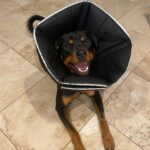 Labrador Rottweiler Mix - Your Complete Labrottie Breed Guide - The ...