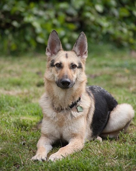 Short Haired German Shepherd - Your Complete Breed Guide - The Goody Pet