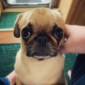 Teacup Pug: A Complete Guide To This Miniature Pug Breed - The Goody Pet