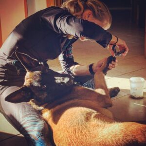 How To Safely Trim Your Dog's Nails Without Harming Its Quick - The ...