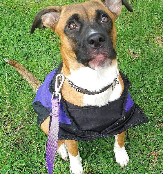 German Shepherd Boxer Mix - Your Complete Boxer Shepherd Breed Guide ...