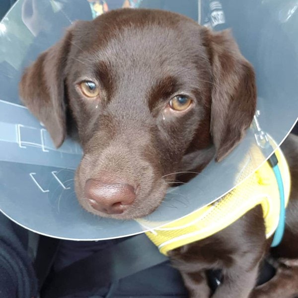Labrador Chihuahua Mix - Your Complete Breed Guide - The Goody Pet