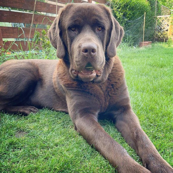 Newfoundland Labrador Mix - Your Complete Breed Guide - The Goody Pet