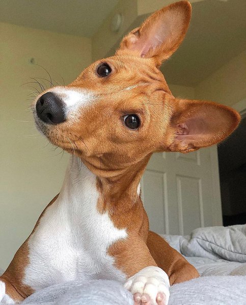 Can Dogs Have Panic Attacks? Not Knowing This Answer Can Cost Your Dog ...