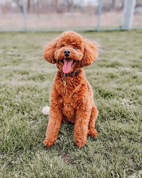 Poodle Lifespan And Its Common Health Issues - The Goody Pet