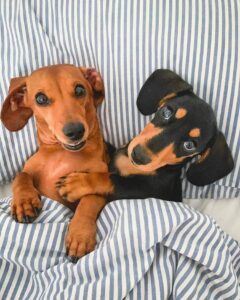 What Is A Dachshund Poodle Mix? Doxiepoo Facts You Ought To Know - The ...