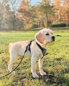 Mini Labrador - Your Complete Breed Guide To The Miniature Labrador ...