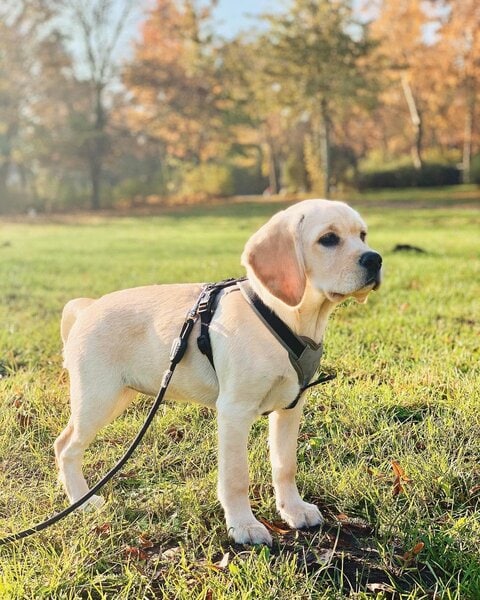 Mini Labrador - Your Complete Breed Guide To The Miniature Labrador ...