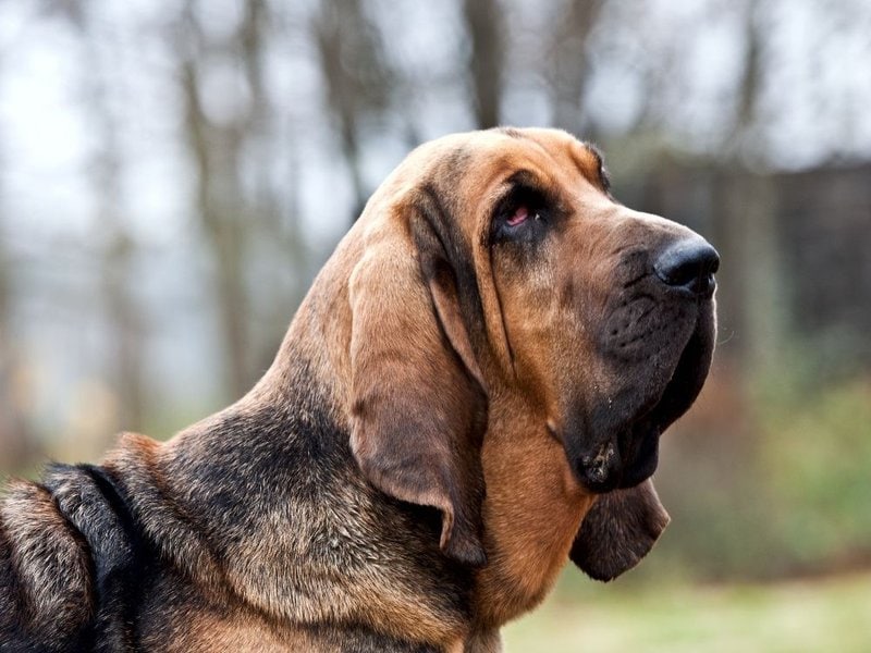 How Much Do Bloodhounds Cost (September 2022) - The Goody Pet