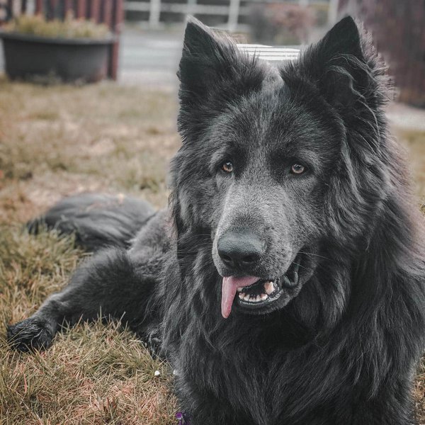 Blue German Shepherd - Your Complete Breed Guide - The Goody Pet