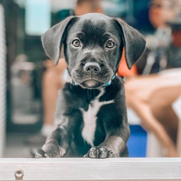 Labrador Boxer Mix - Your Complete Boxador Breed Guide - The Goody Pet