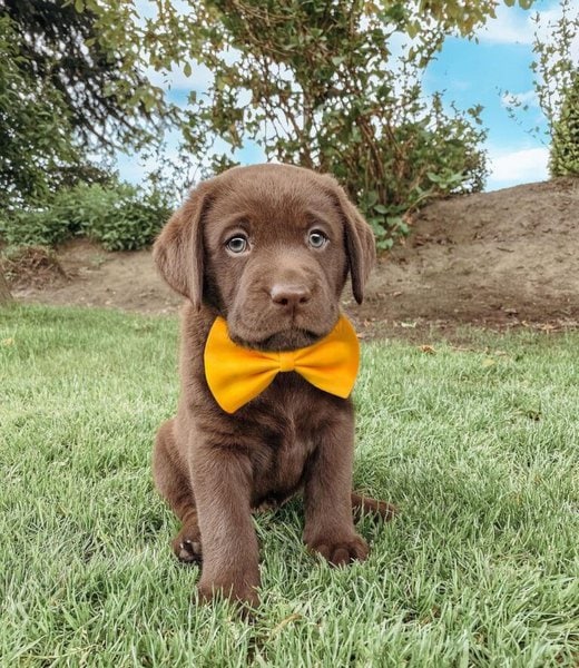 Chocolate Labrador - Your Complete Breed Guide - The Goody Pet