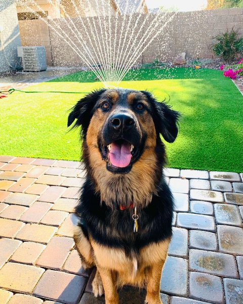 German Shepherd Golden Retriever Mix - Your Complete Breed Guide - The ...