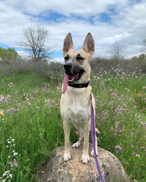 German Shepherd Boxer Mix - Your Complete Boxer Shepherd Breed Guide ...