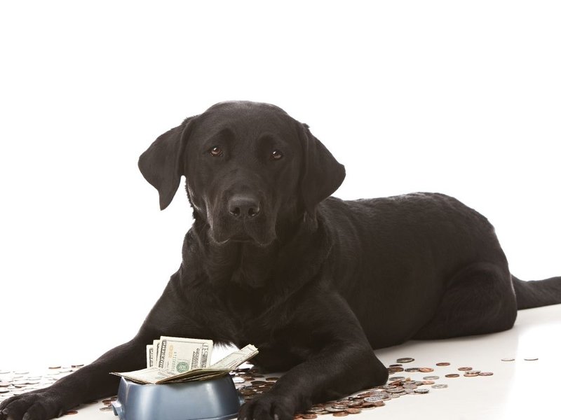 How Much Do Labrador Retrievers Cost May 2022 The Goody Pet how-much-do-labrador-retrievers-cost-may-2022-the-goody-pet
