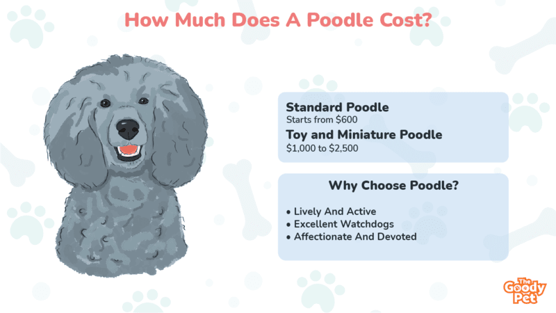 How Much Do Standard Poodle Puppies Cost