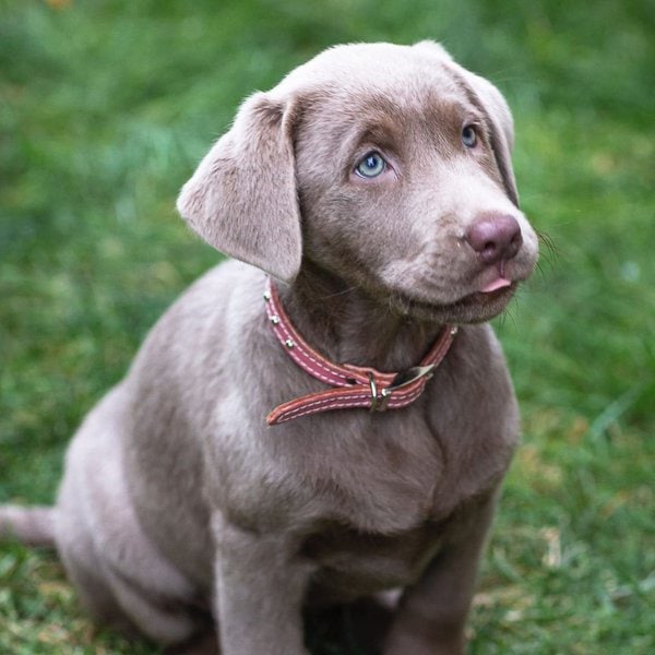 Silver Labrador - Your Complete Breed Guide - The Goody Pet