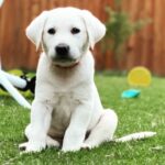 White Labrador - Your Complete Breed Guide - The Goody Pet