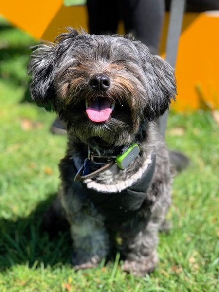 How Much Do Havanese Dogs Cost? (Updated April 2023) - The Goody Pet