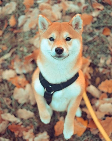 How Much Does A Shiba Inu Cost (February 2026) - The Goody Pet