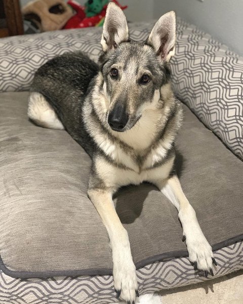 German Shepherd Wolf Mix - Your Complete Breed Guide - The Goody Pet