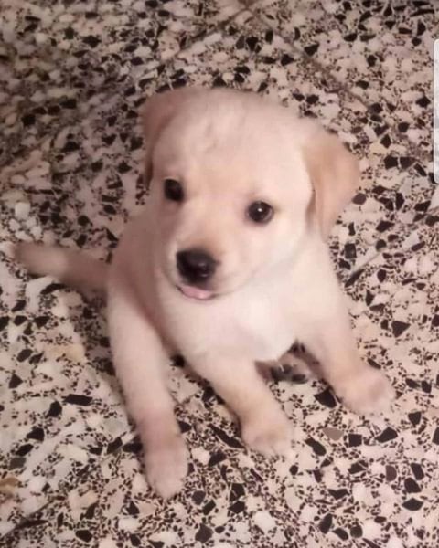 Labrador Rottweiler Mix - Your Complete Labrottie Breed Guide - The ...