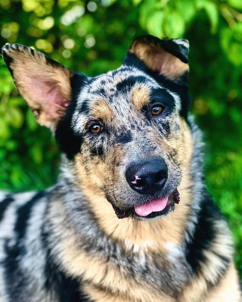 Australian Shepherd German Shepherd Mix - Your Complete Breed Guide ...