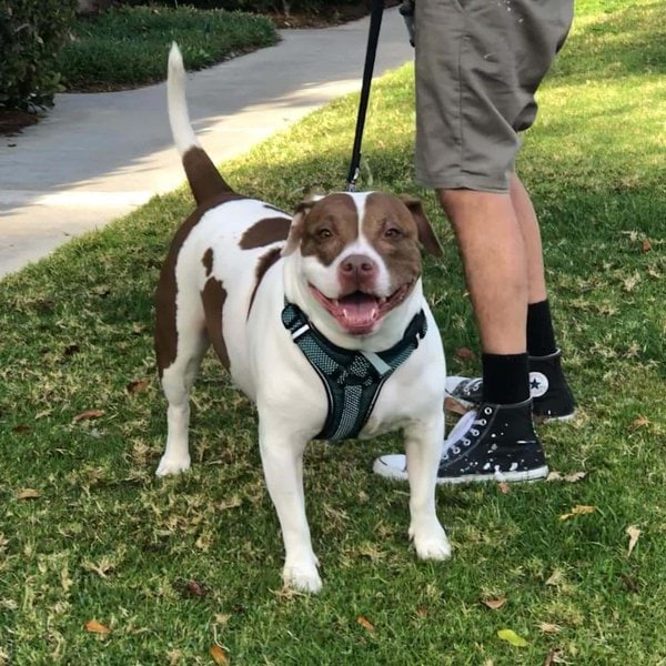 White Pitbulls: Ultimate FAQs + 101 Guide - The Goody Pet