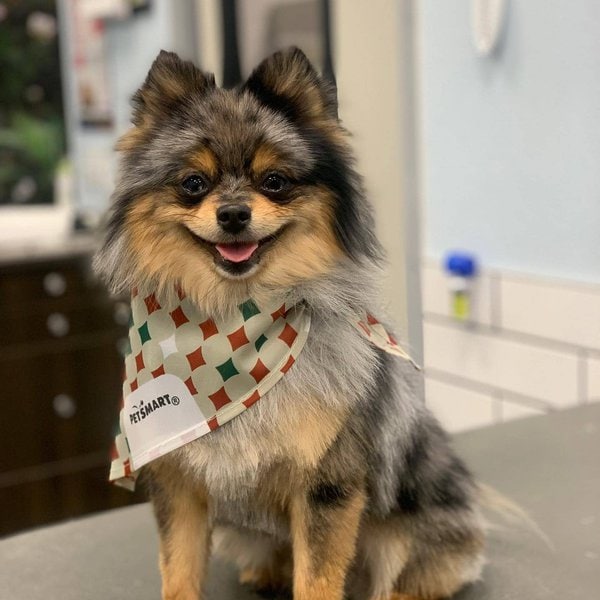 Merle Pomeranian - Your Complete Breed Guide - The Goody Pet