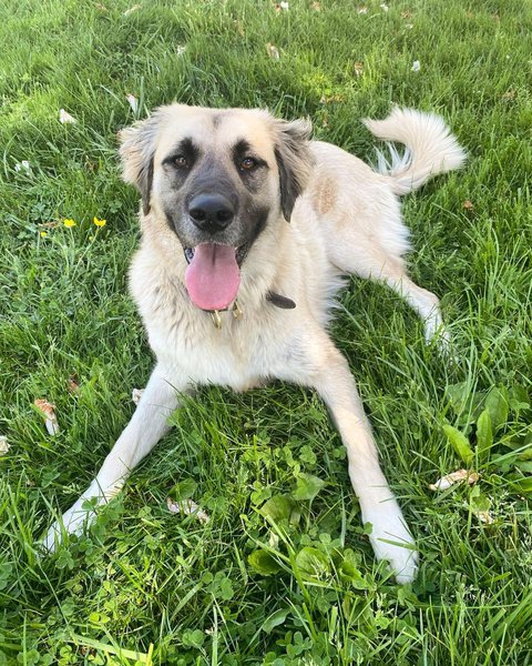 Anatolian Shepherd Great Pyrenees Mix - Your Complete Breed Guide To ...