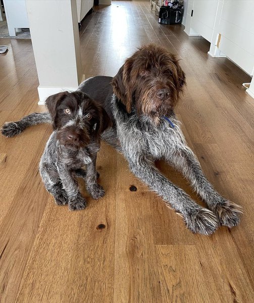 German Wirehaired Pointer - Your Complete Breed Guide - The Goody Pet