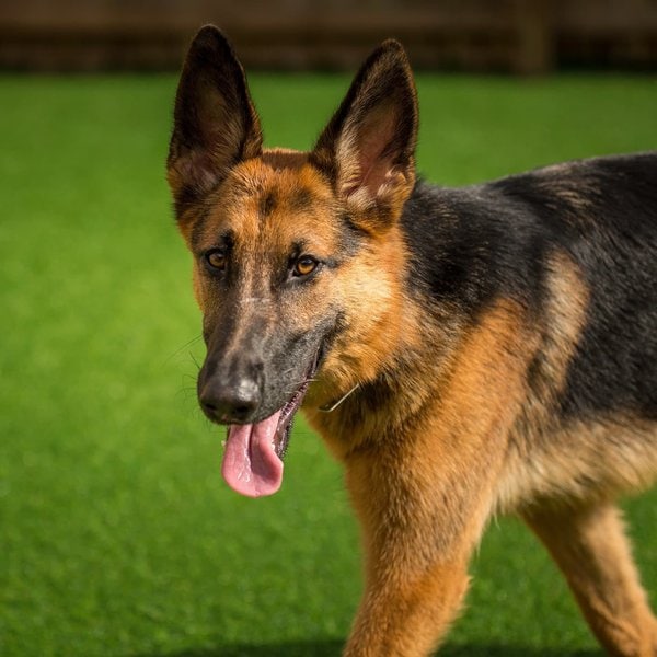 Help! My Dog Is Hyperventilating - What Should I Do? - The Goody Pet