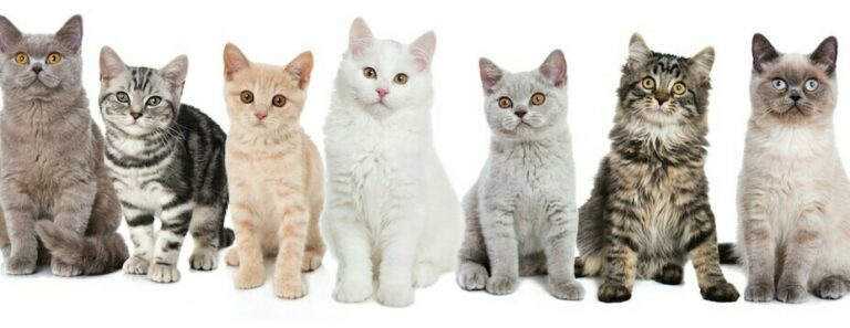 How To Determine Your Cat's Breed - Purebreds VS Mixed Breeds - The ...