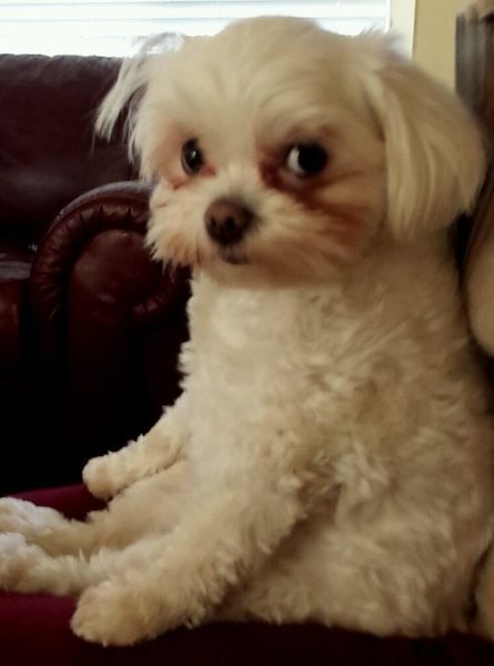 How To Get Rid Of Maltese's Tear Stains? And How To Prevent Tear Stains ...