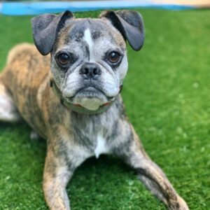 Bugg: A Complete Guide To This Boston Terrier Pug Breed - The Goody Pet