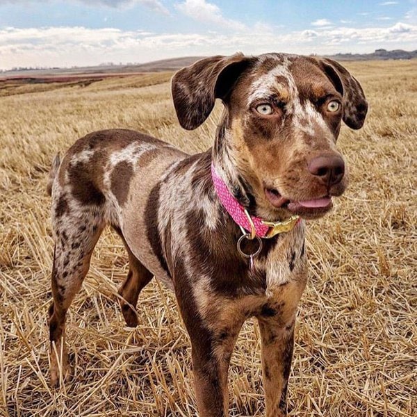 Catahoula Leopard Dog 101: Ultimate Guide + FAQs - The Goody Pet
