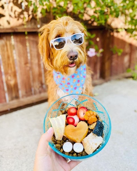 Labrador Poodle Mix - Your Complete Labradoodle Breed Guide - The Goody Pet