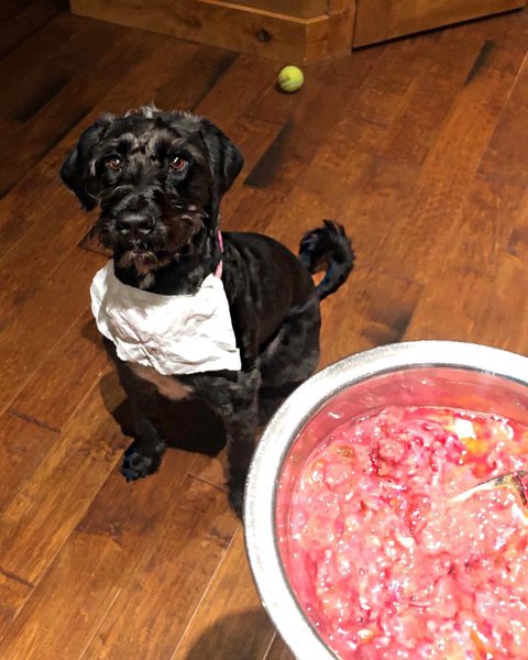 Pitbull Poodle Mix - Your Complete Pit Boodle Breed Guide - The Goody Pet