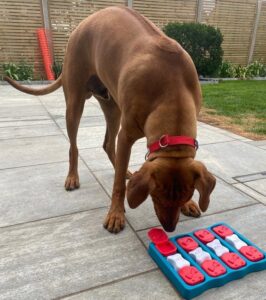 How Much Does A Rhodesian Ridgeback Cost (October 2025) - The Goody Pet