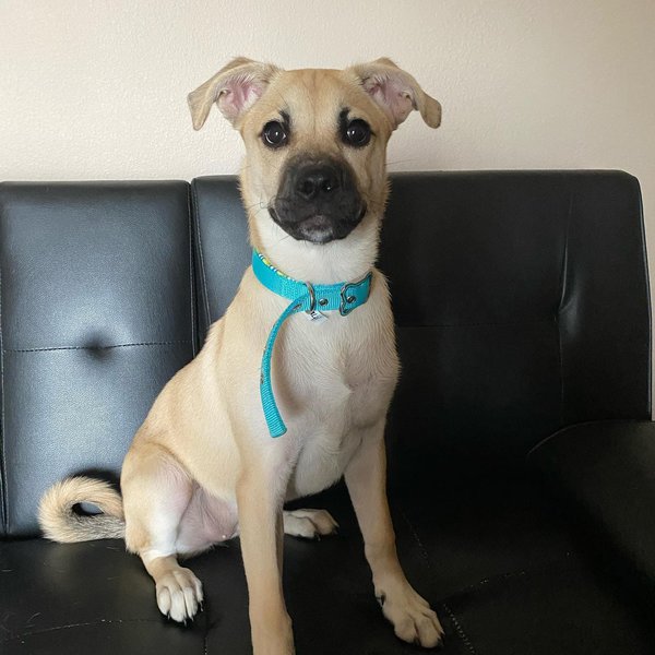 13 Mini Husky Mixes For Miniature Canine Lovers - The Goody Pet