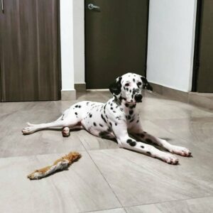 23 Dalmatian Mixes That You Never Know Existed - The Goody Pet