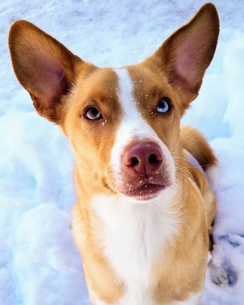 13 Mini Husky Mixes For Miniature Canine Lovers - The Goody Pet